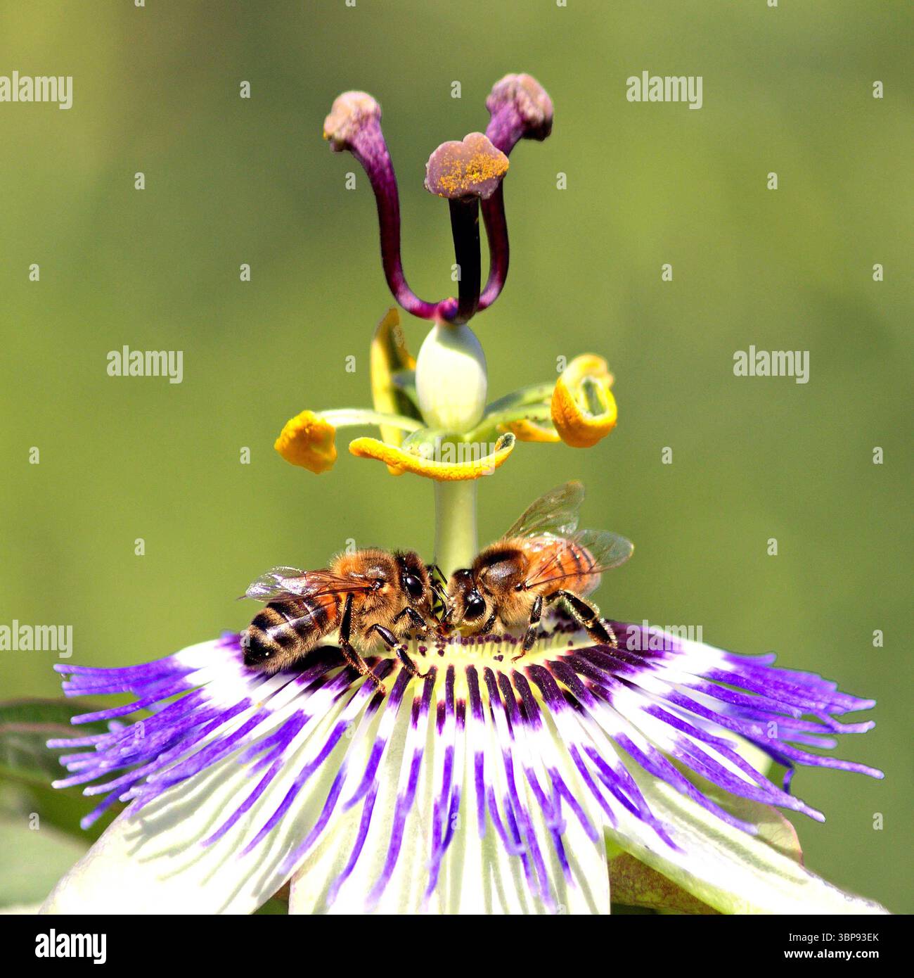 Une abeille est capable de butiner environ 250 fleurs par heure et de ...