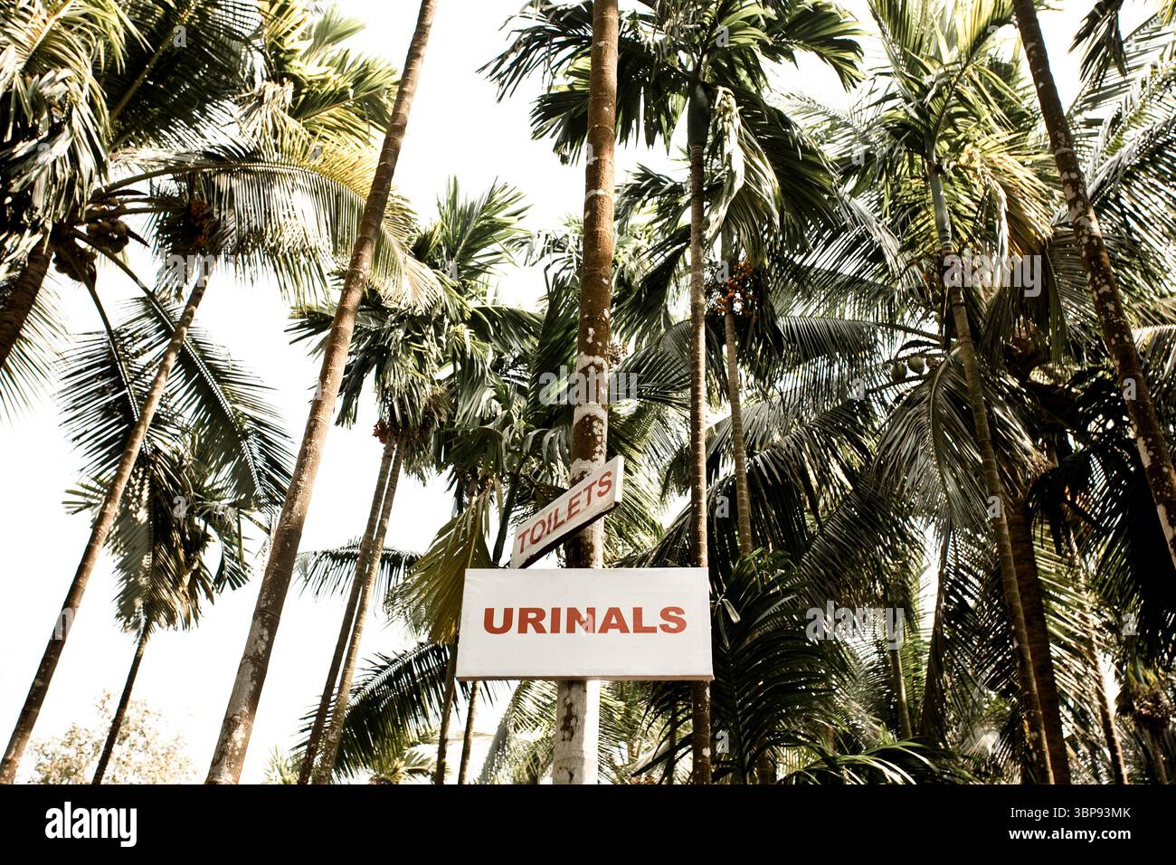 A 'toilets' and 'urinal' sign hang amongst palm trees Stock Photo - Alamy