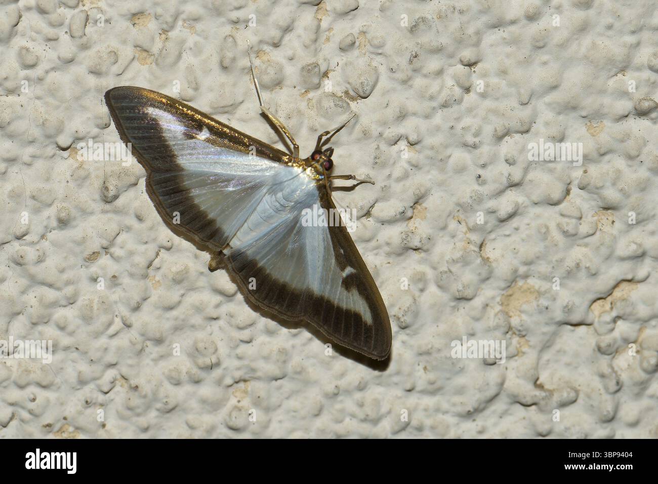 Buchsbaumzuensler (Cydalima perspectalis). Box tree moth (Cydalima ...