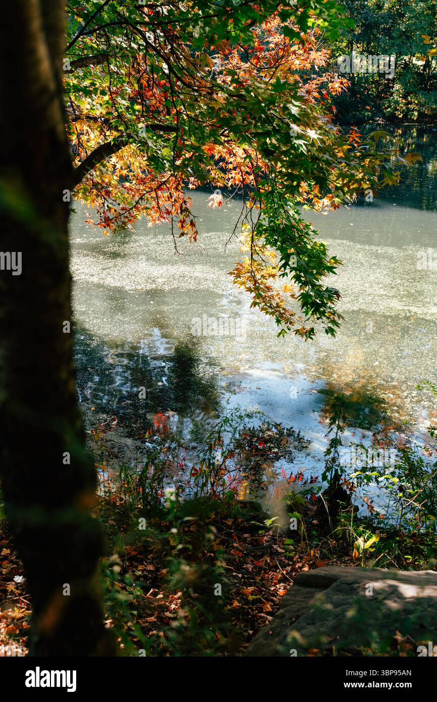 Vibrant fall colors surround the peaceful waters of Central Park in ...