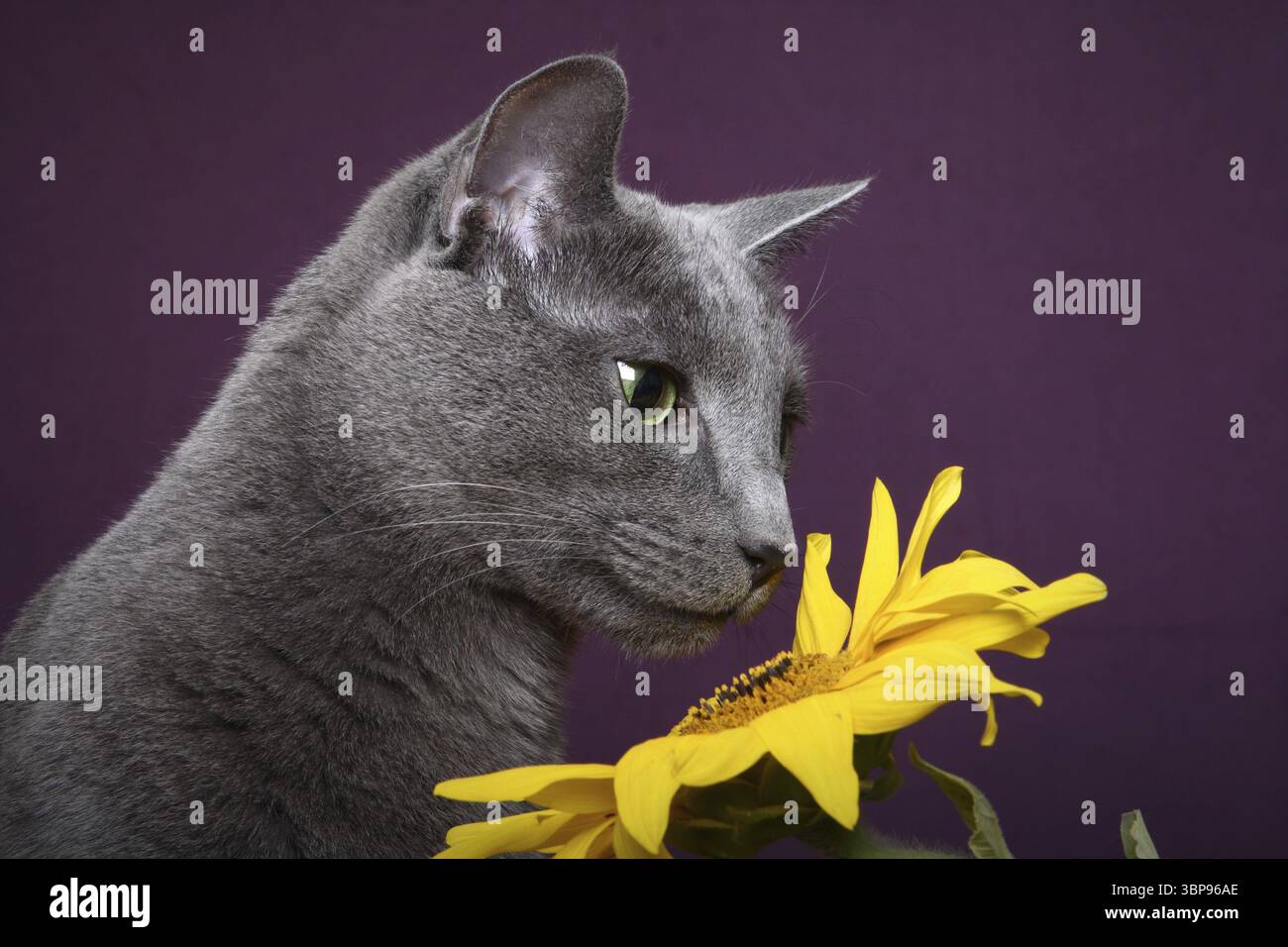 Russian blue tomcat smells a sunflower Stock Photo - Alamy