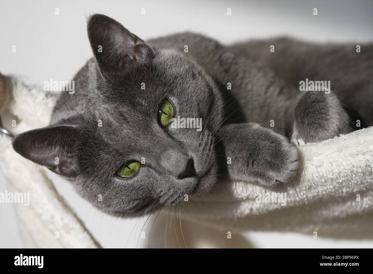 Russian blue tomcat in his scratching post Stock Photo - Alamy