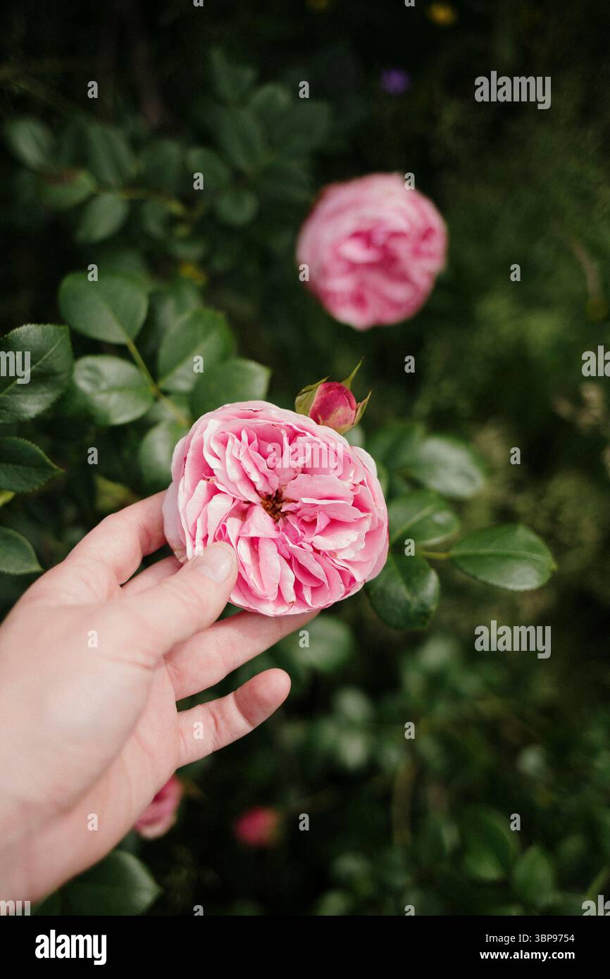 Woman gently touching rose hi-res stock photography and images - Alamy