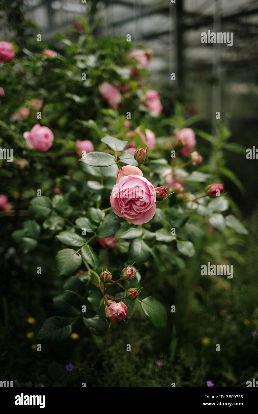 Lush rose bush in the garden hi-res stock photography and images - Alamy