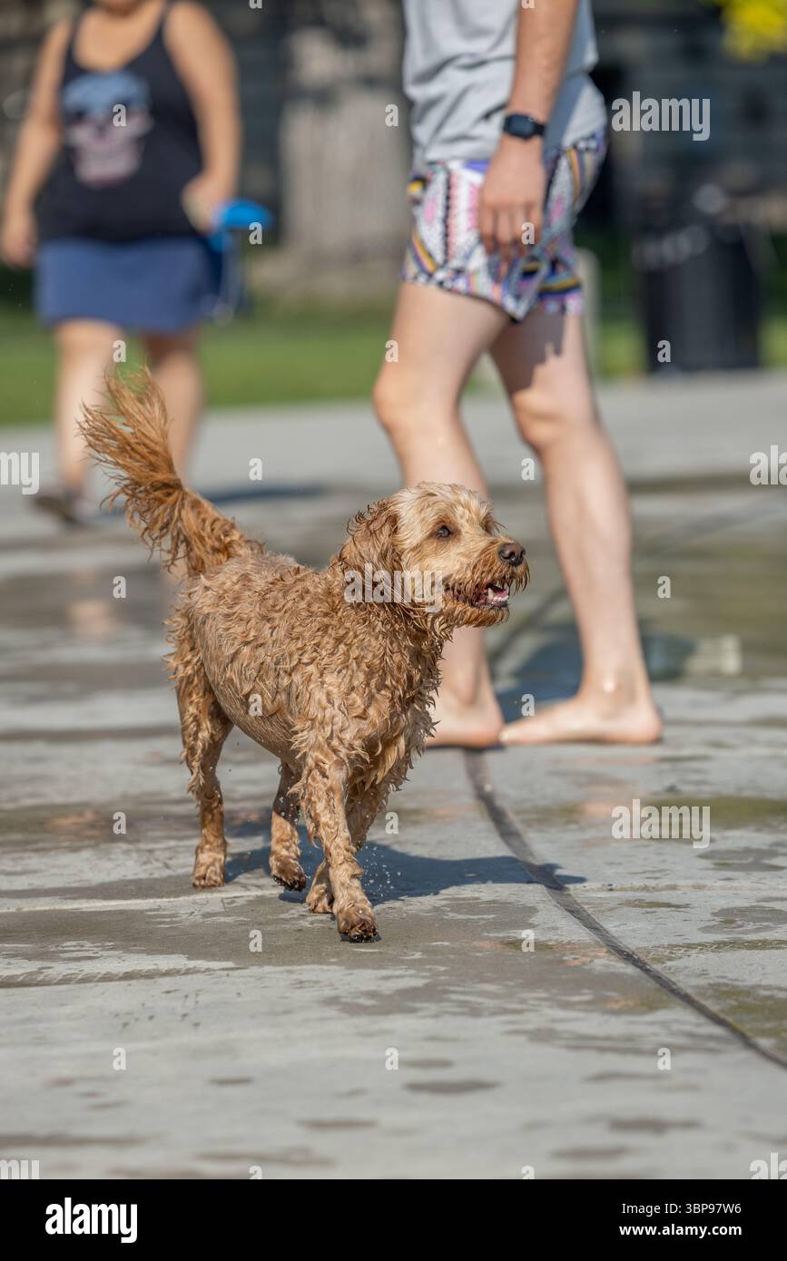 Wet doodle walking on sunny water park pavement near people Stock Photo ...