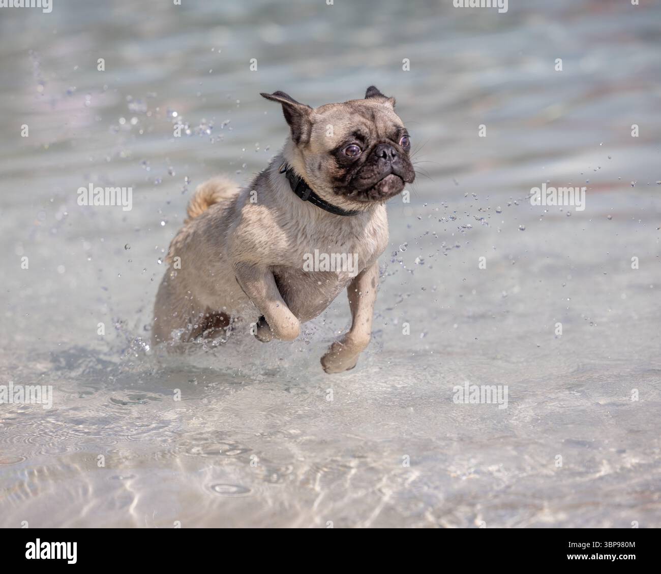 Energetic pug leaping through shallow splash park water Stock Photo - Alamy