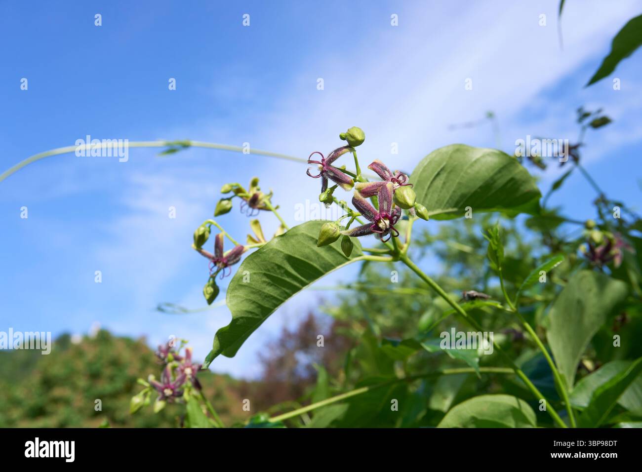 Vine in bloom hi-res stock photography and images - Alamy