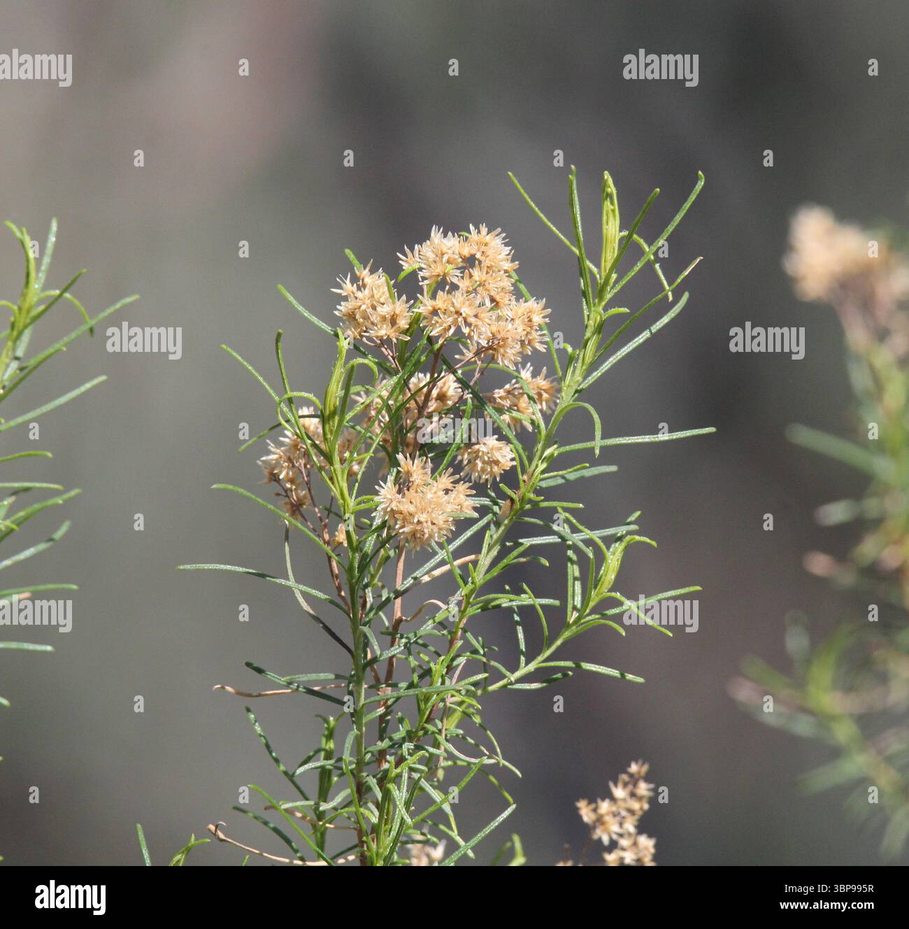 Flowers on a cassinia plant in the Australian bush Stock Photo - Alamy