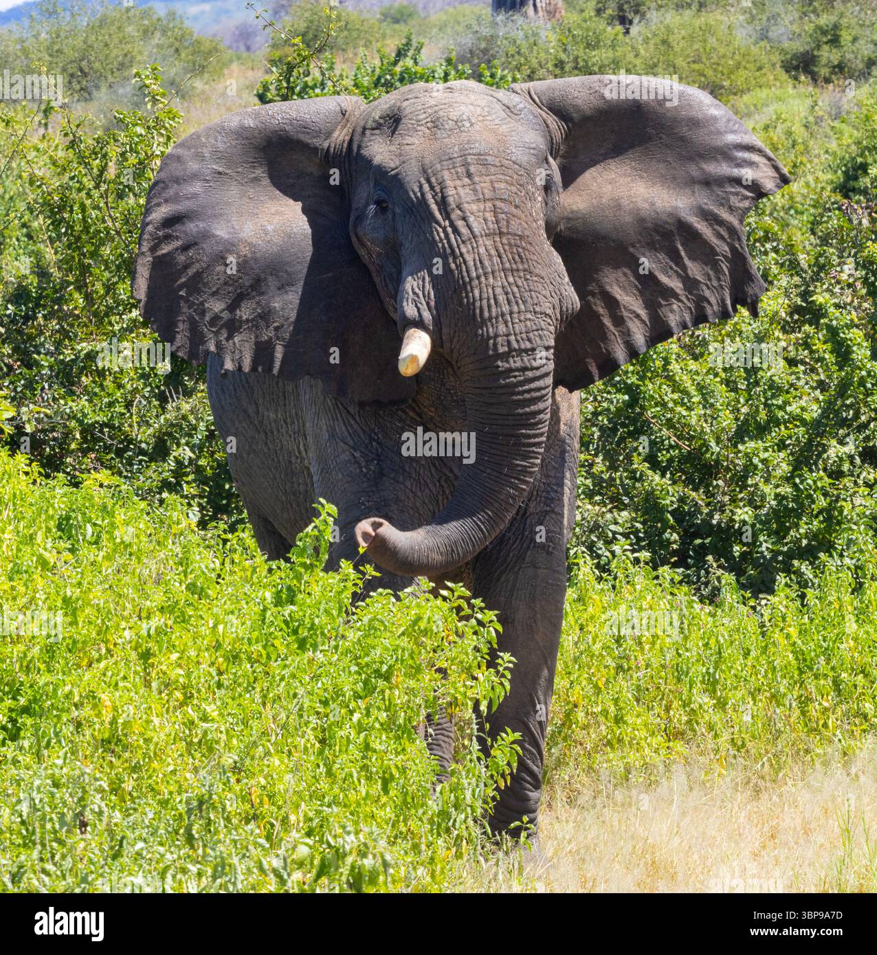 An elephant bull in a classic posture known as standing tall. This ...