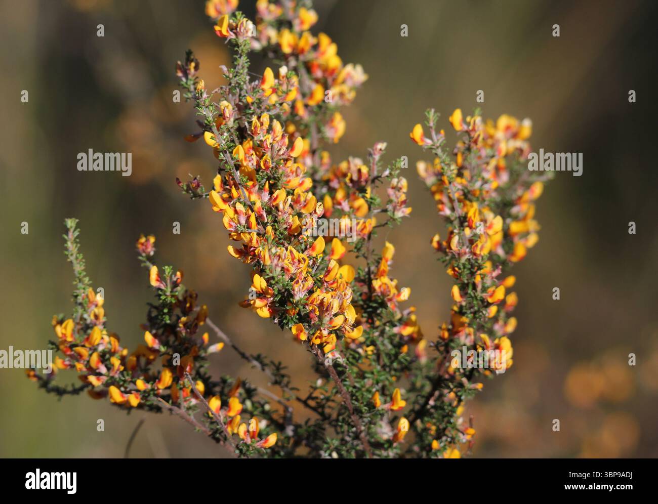 Orange wildflowers on a plant in the Australian bush Stock Photo - Alamy