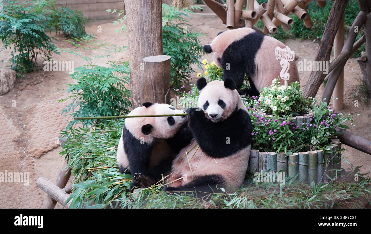 Yongin, July 7. 7th July, 2023. Giant panda twins Rui Bao and Hui Bao ...