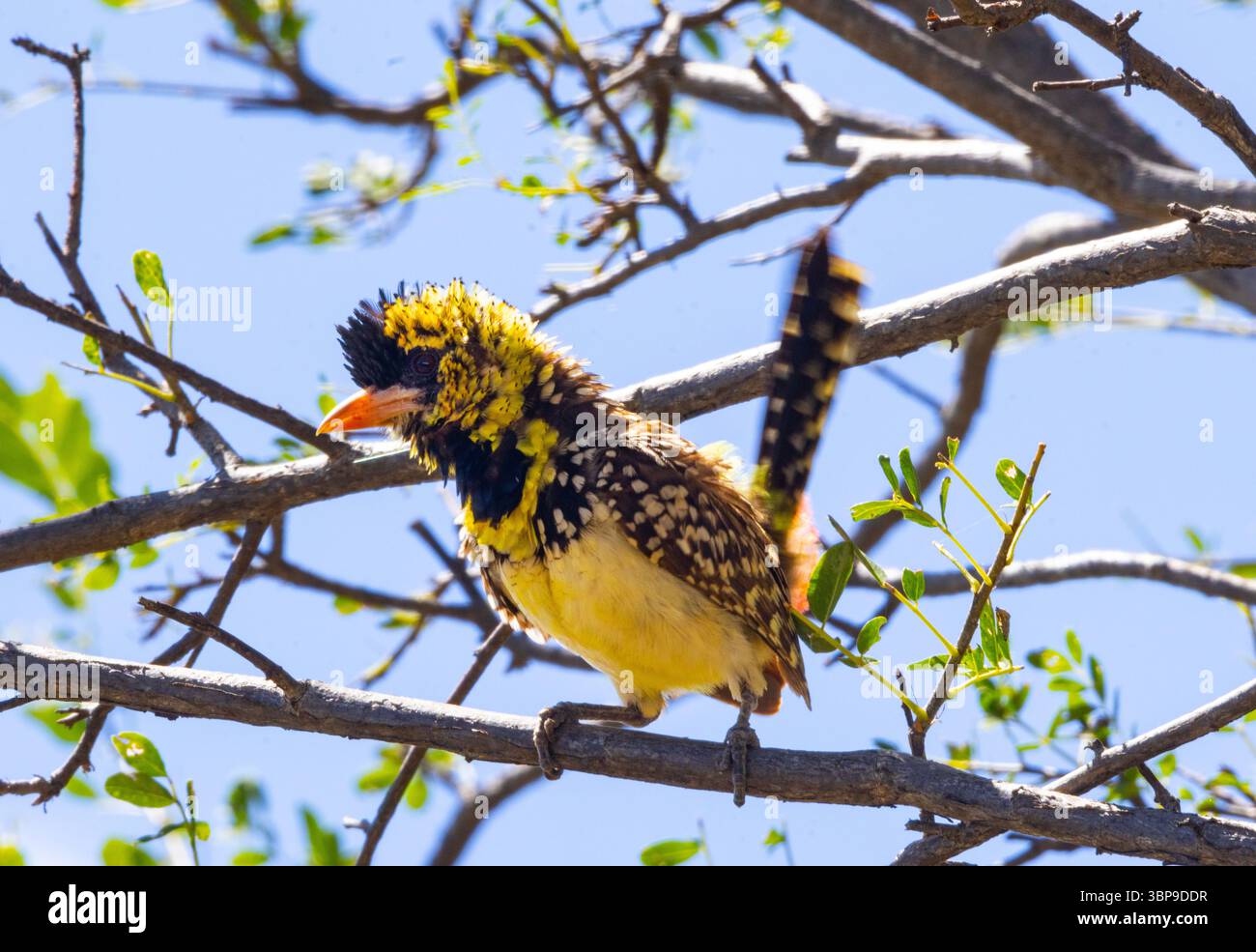 The D'Arnaud's Barbet is a bird of the arid East African interior. They ...
