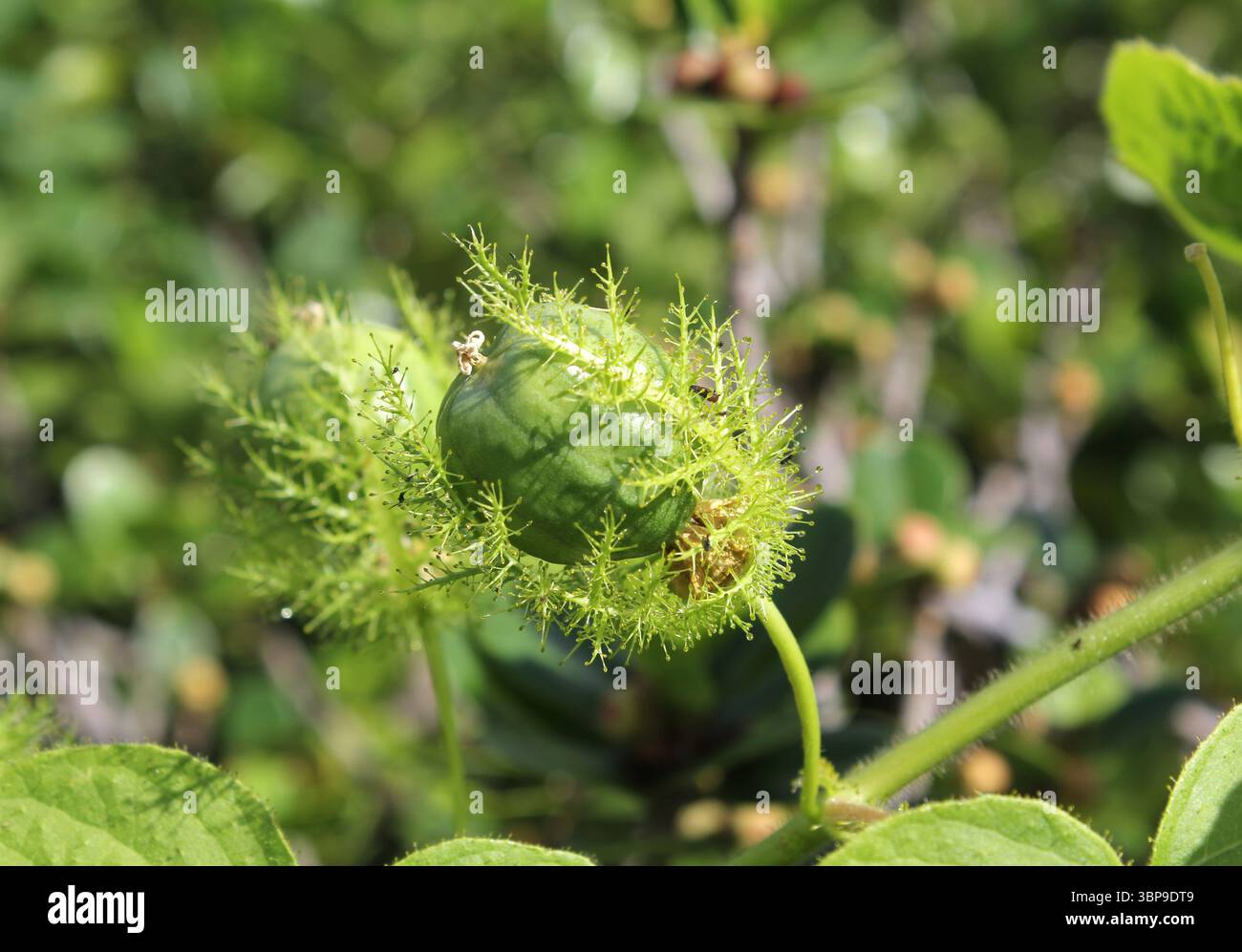 Fruit on a Stinking Passion Vine (Passiflora foetida) plant Stock Photo ...