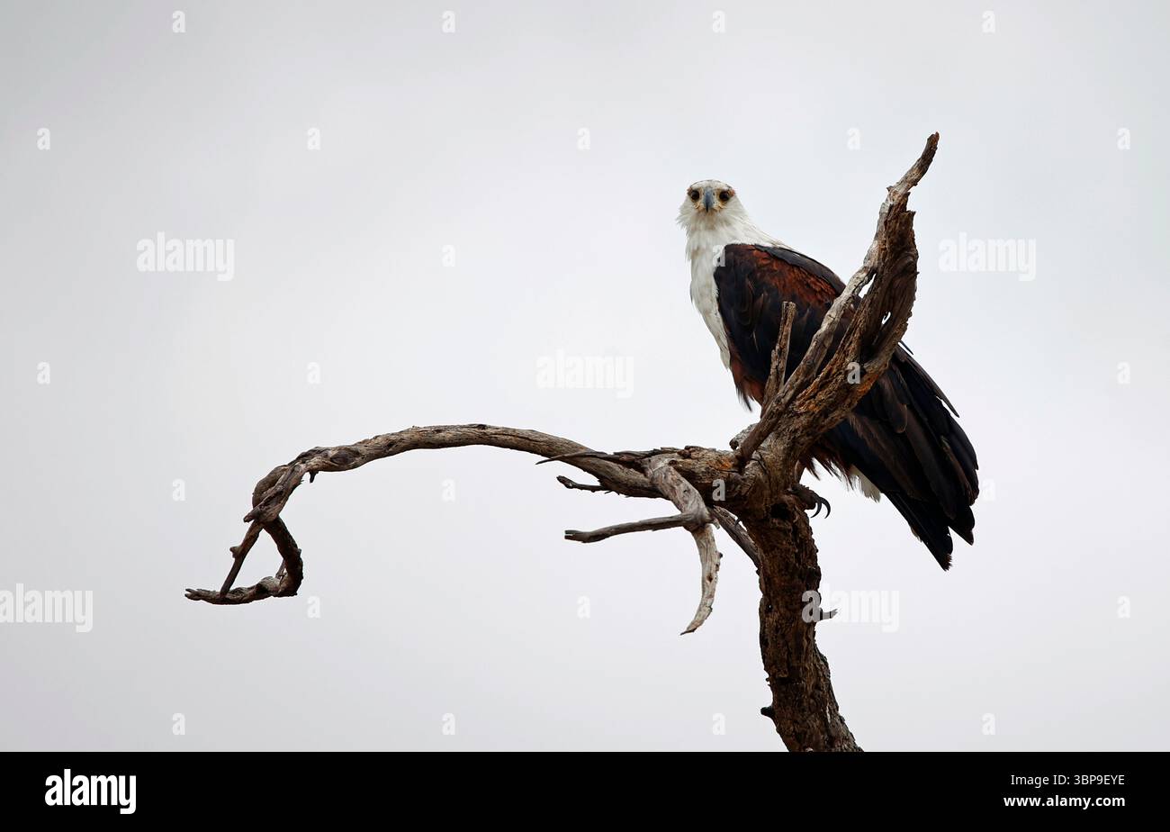 African fish eagle feeding on hi-res stock photography and images - Alamy