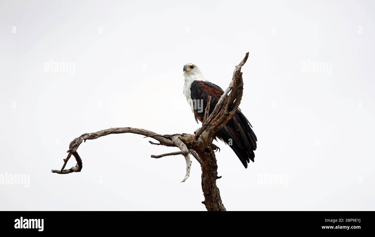 African fish eagles in the Okavango delta Stock Photo - Alamy