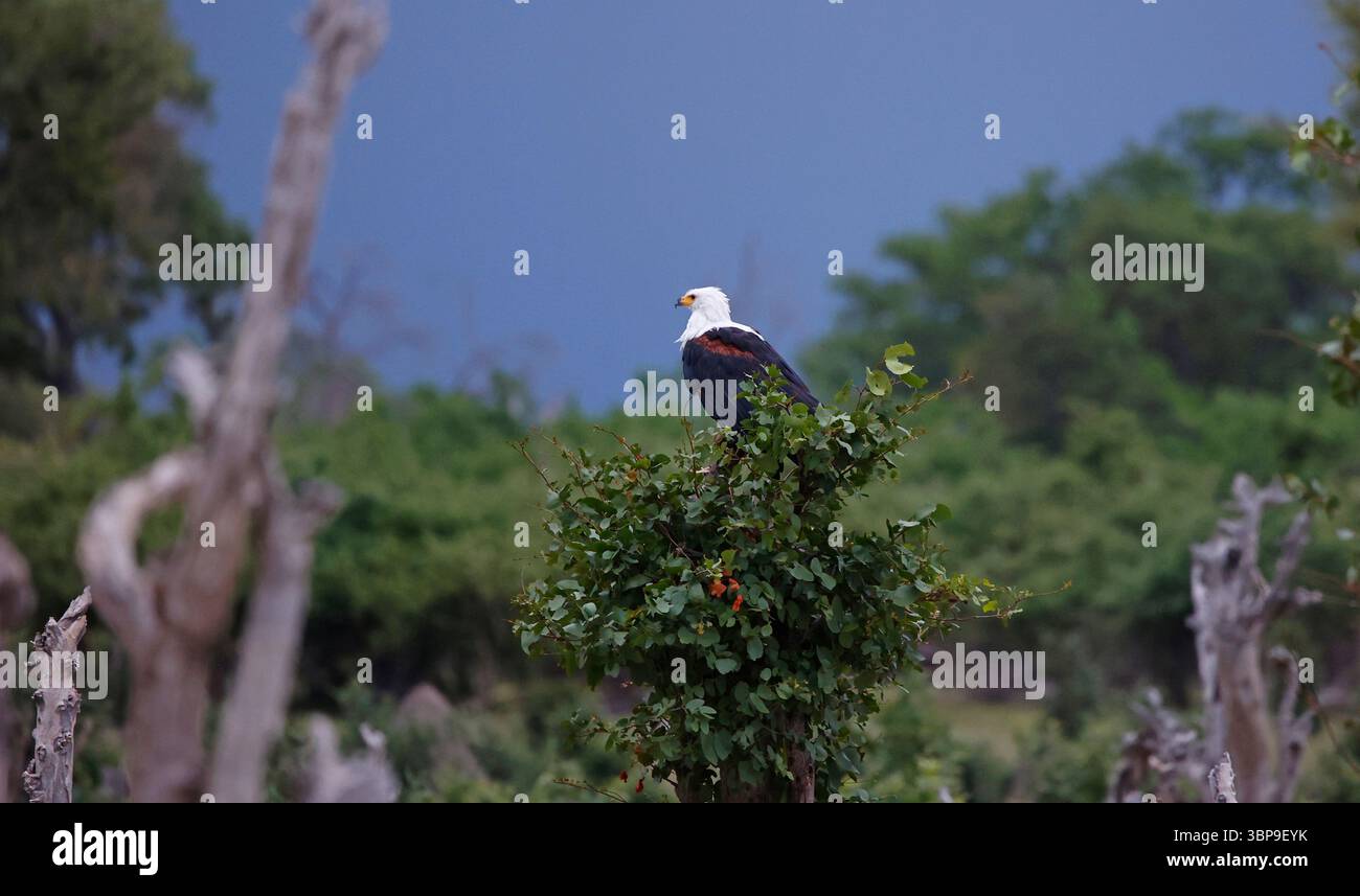 African fish eagles in the Okavango delta Stock Photo - Alamy