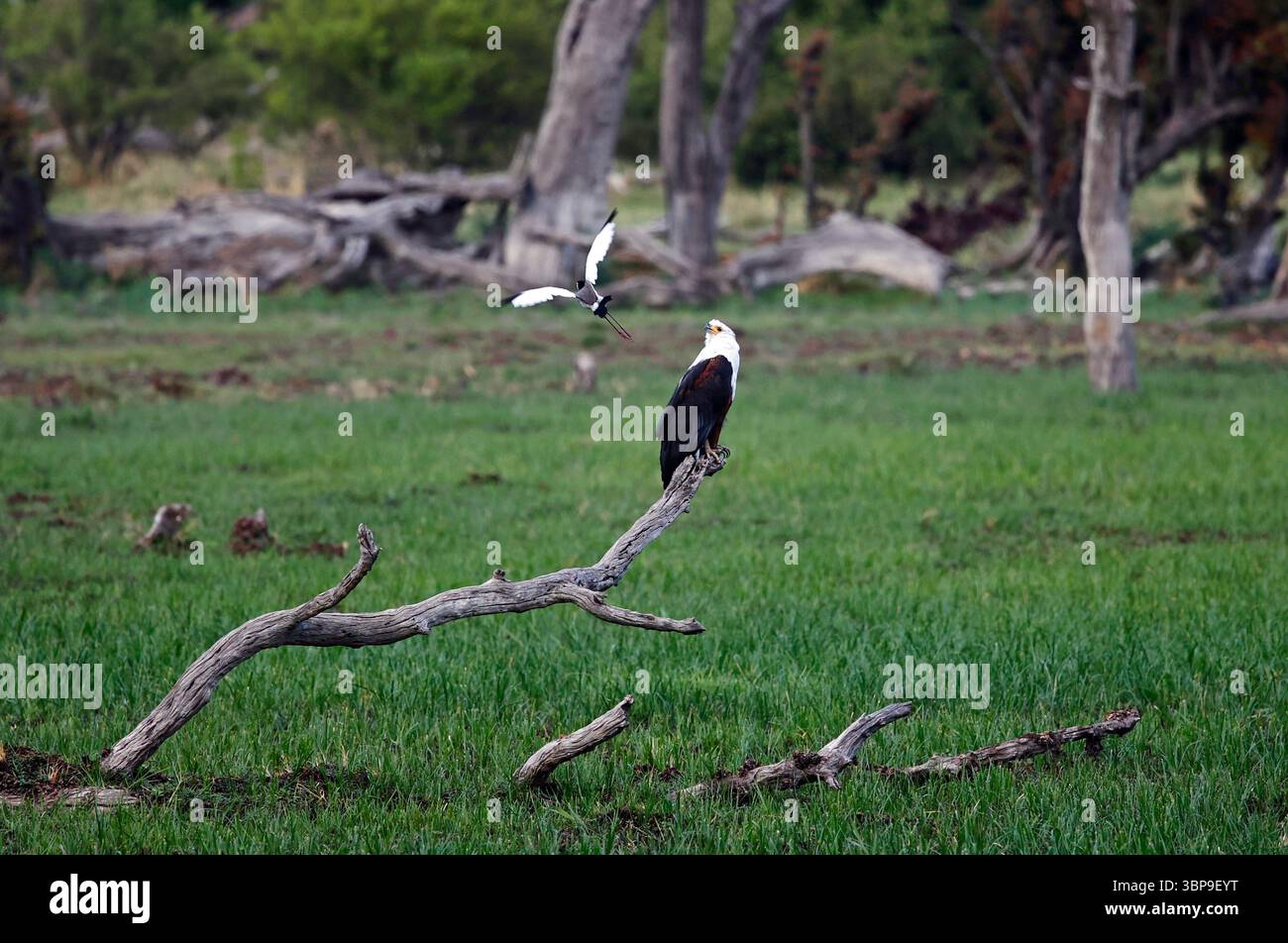 African fish eagles in the Okavango delta Stock Photo - Alamy