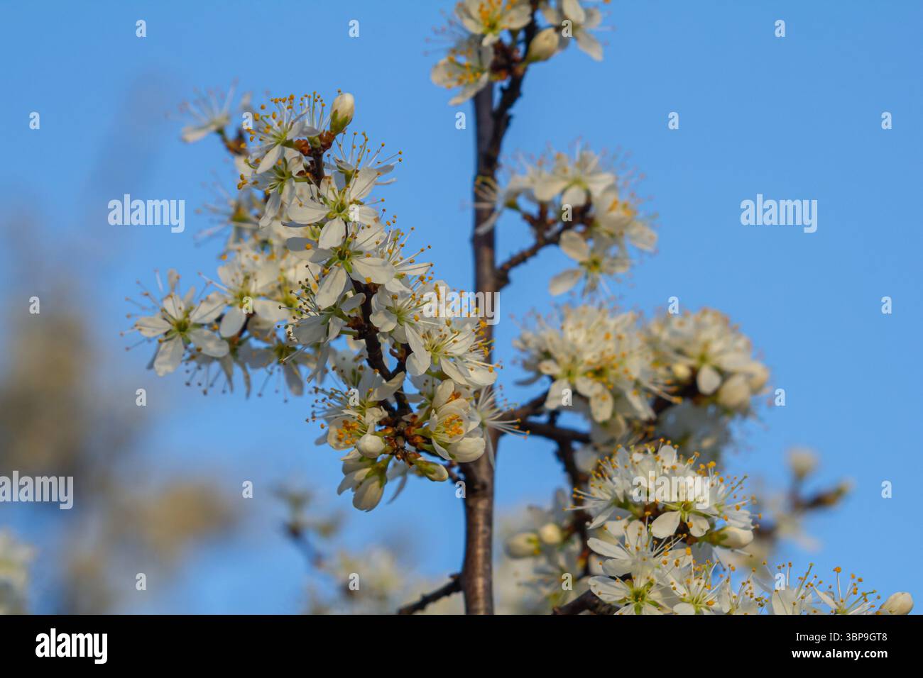 In early spring blooming white flowers of the blackthorn shrub create a ...