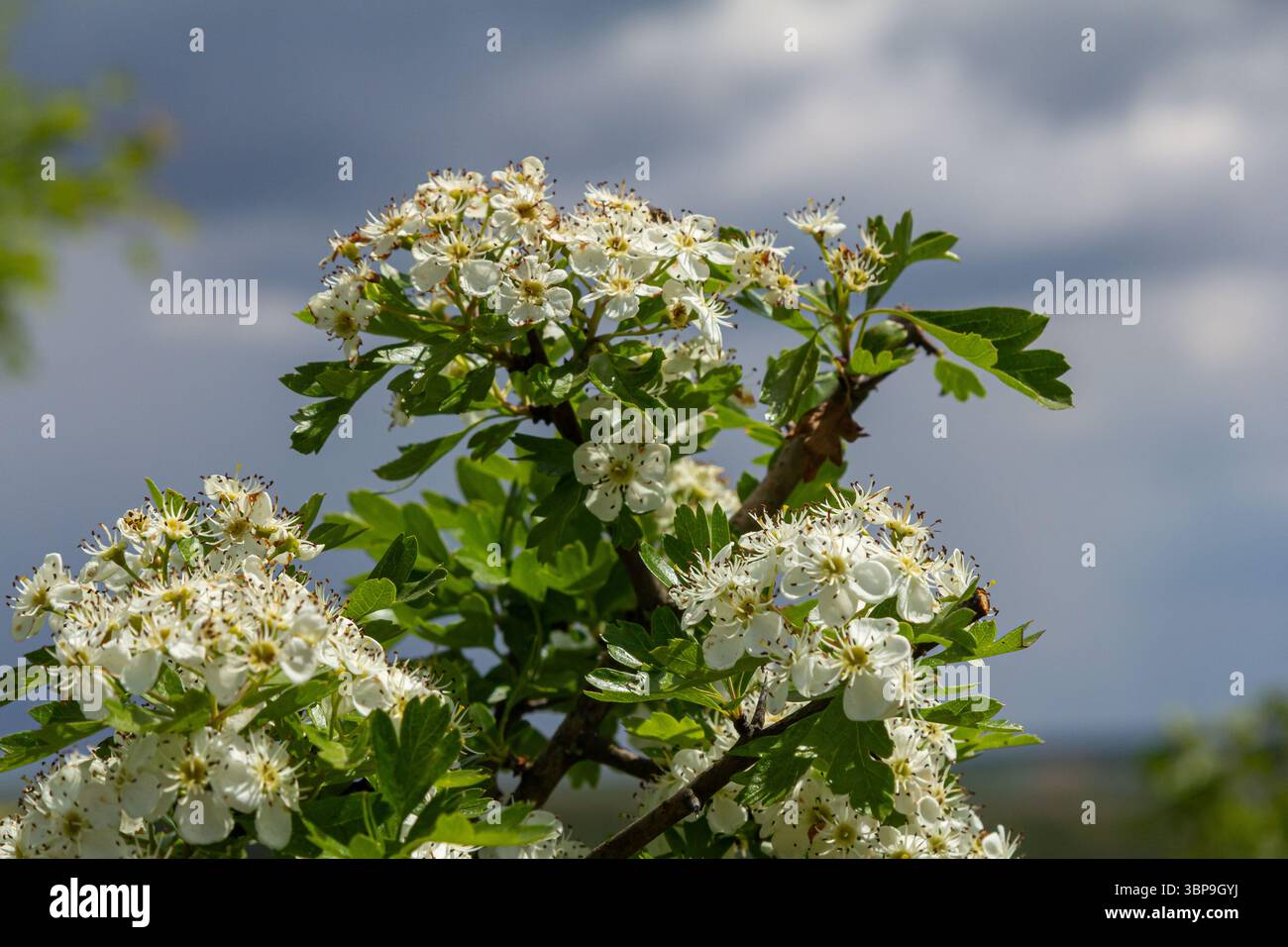 Crataegus monogyna displays clusters of fragrant white flowers ...
