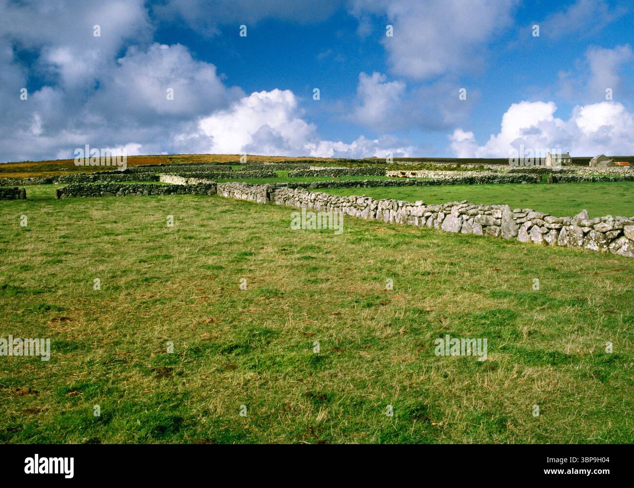 Looking NW at dry stone Prehistoric type field walls around Coronation ...