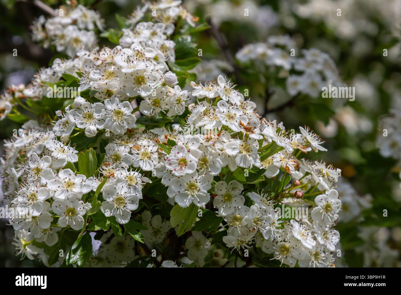 Common hawthorn showcases its beautiful white flowers in full bloom ...