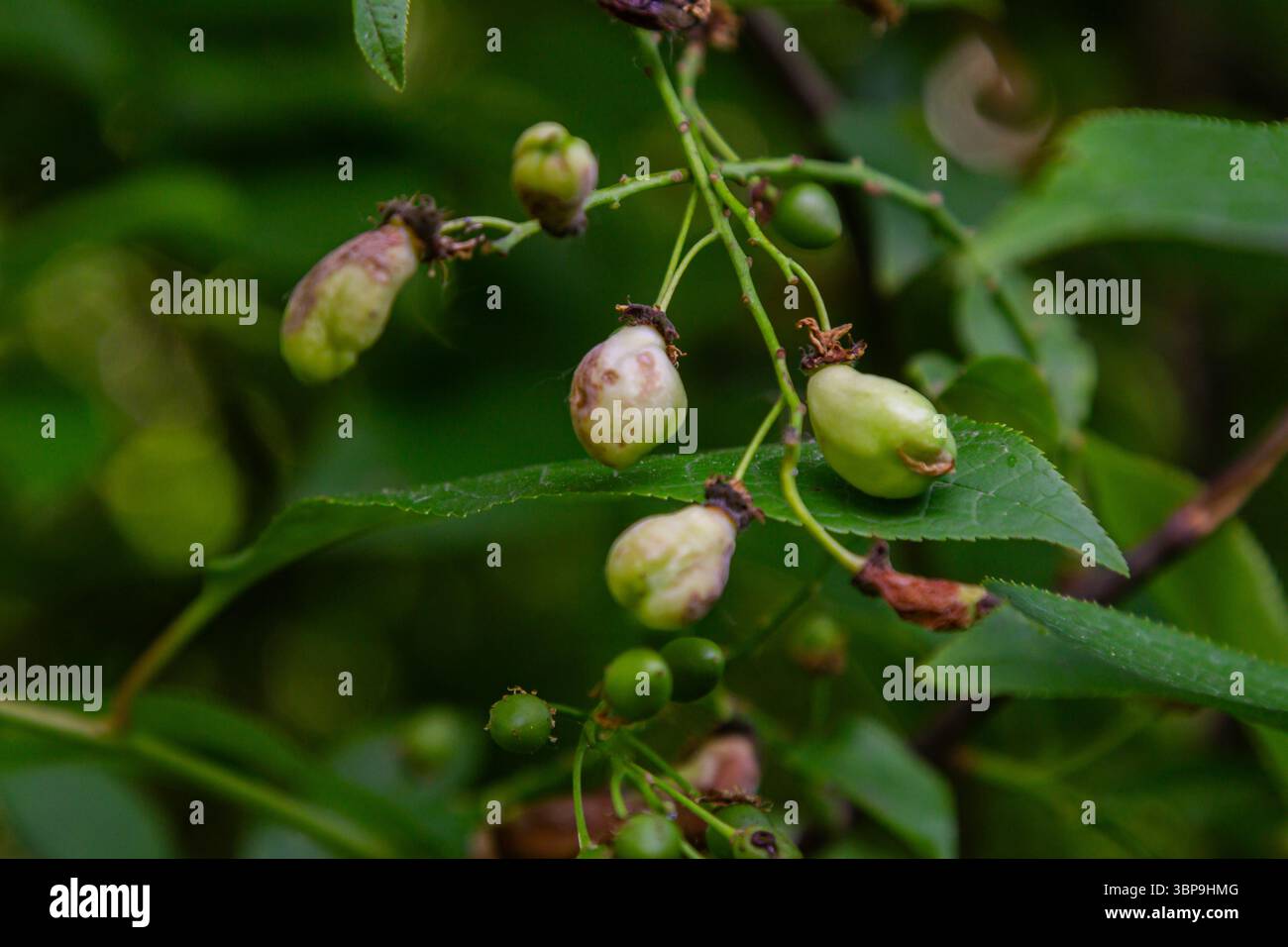 Plum trees exhibit signs of plum pocket disease with deformed and ...