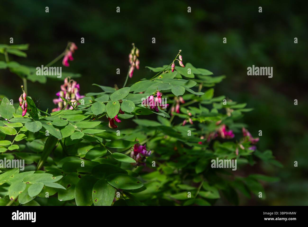 Lathyrus niger thrives in a forest environment featuring clusters of ...