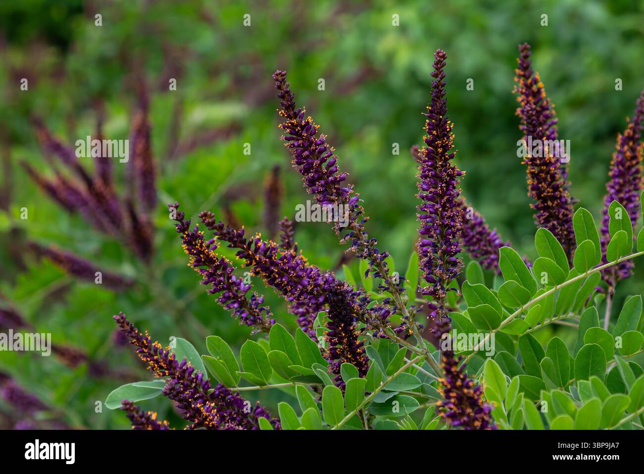 Lush green leaves provide backdrop for the striking purple spike-like ...