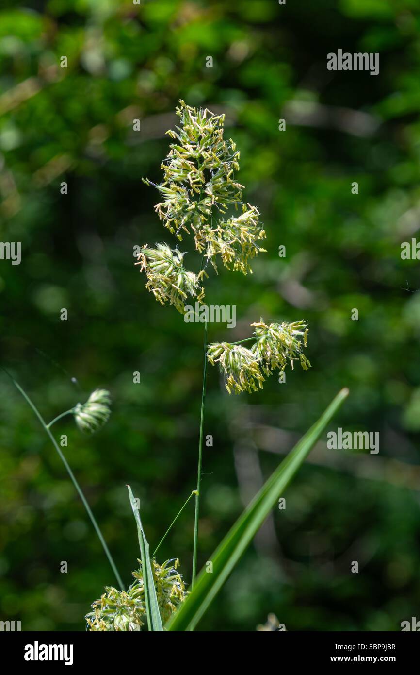 In a bright natural environment orchard grass displays clusters of ...