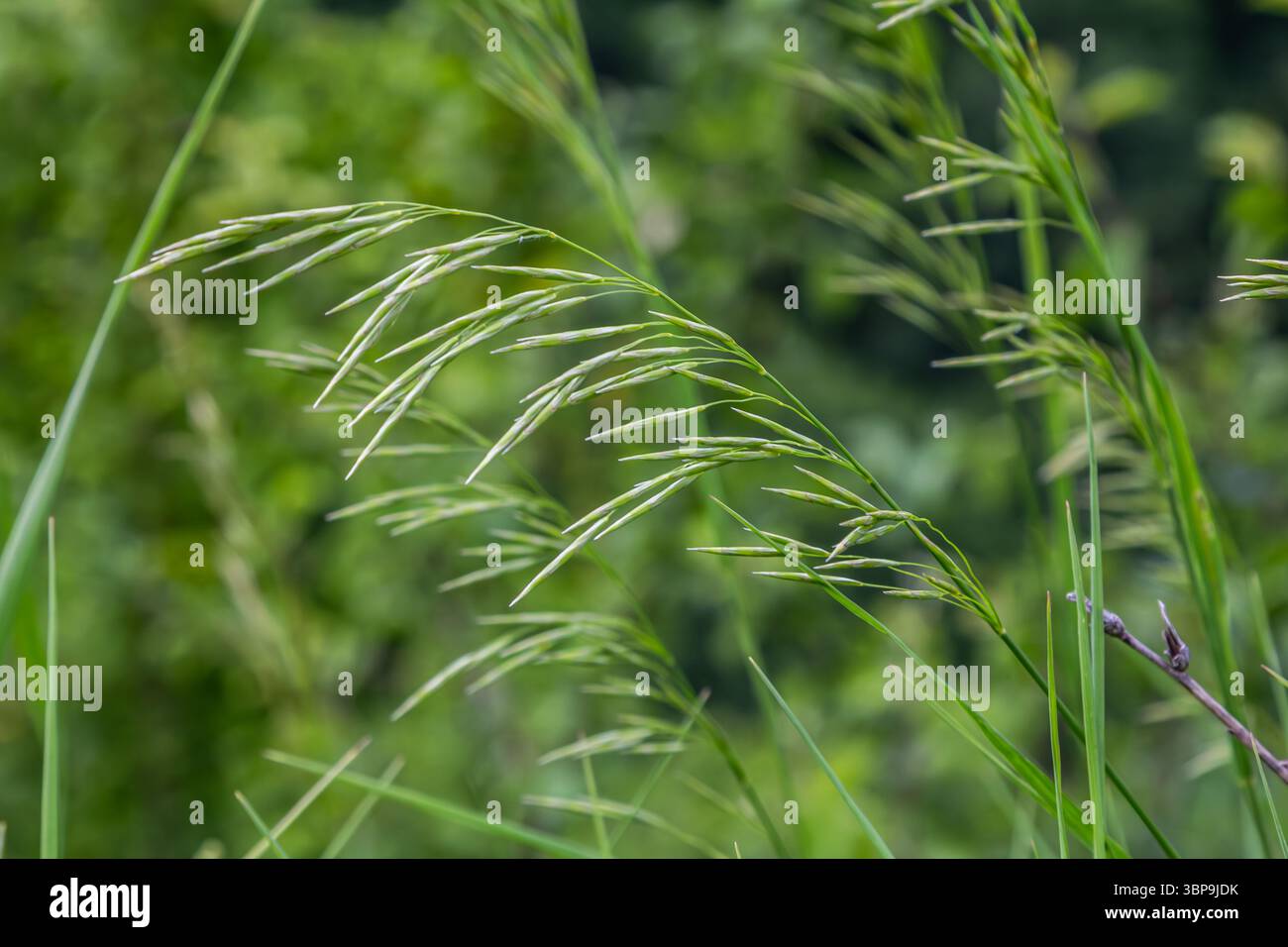 Rye grass displays hi-res stock photography and images - Alamy
