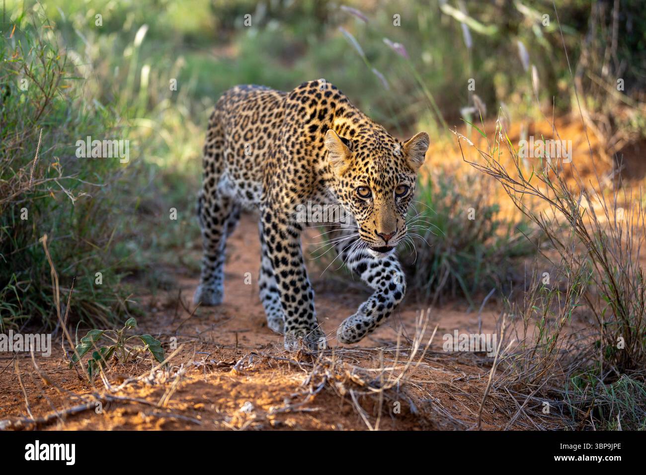 Leopard prowling through grassy terrain with focused gaze and dappled ...