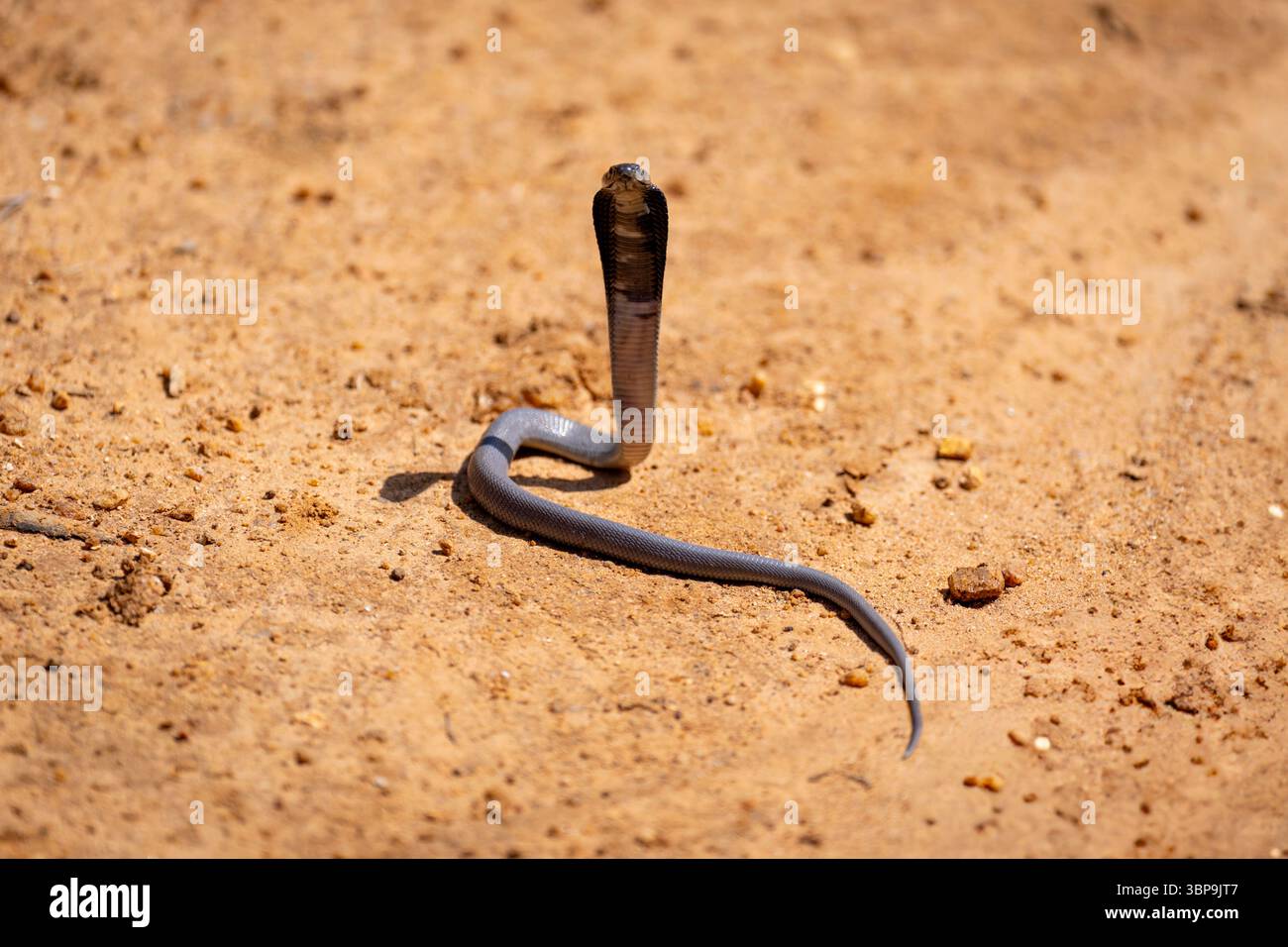 Strike a serpent hi-res stock photography and images - Alamy