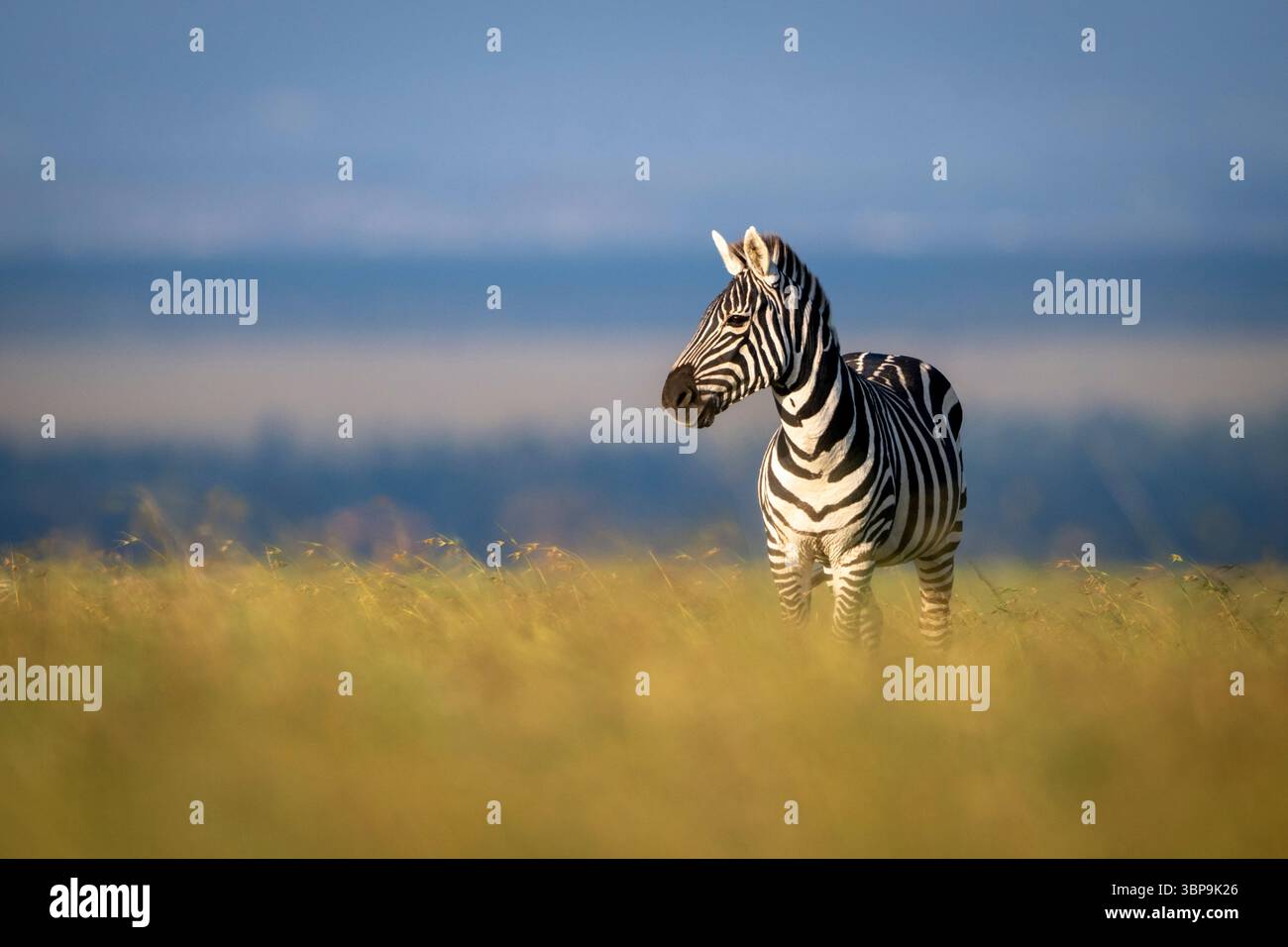 Zebra standing in a grassy field with blurred background under a clear ...