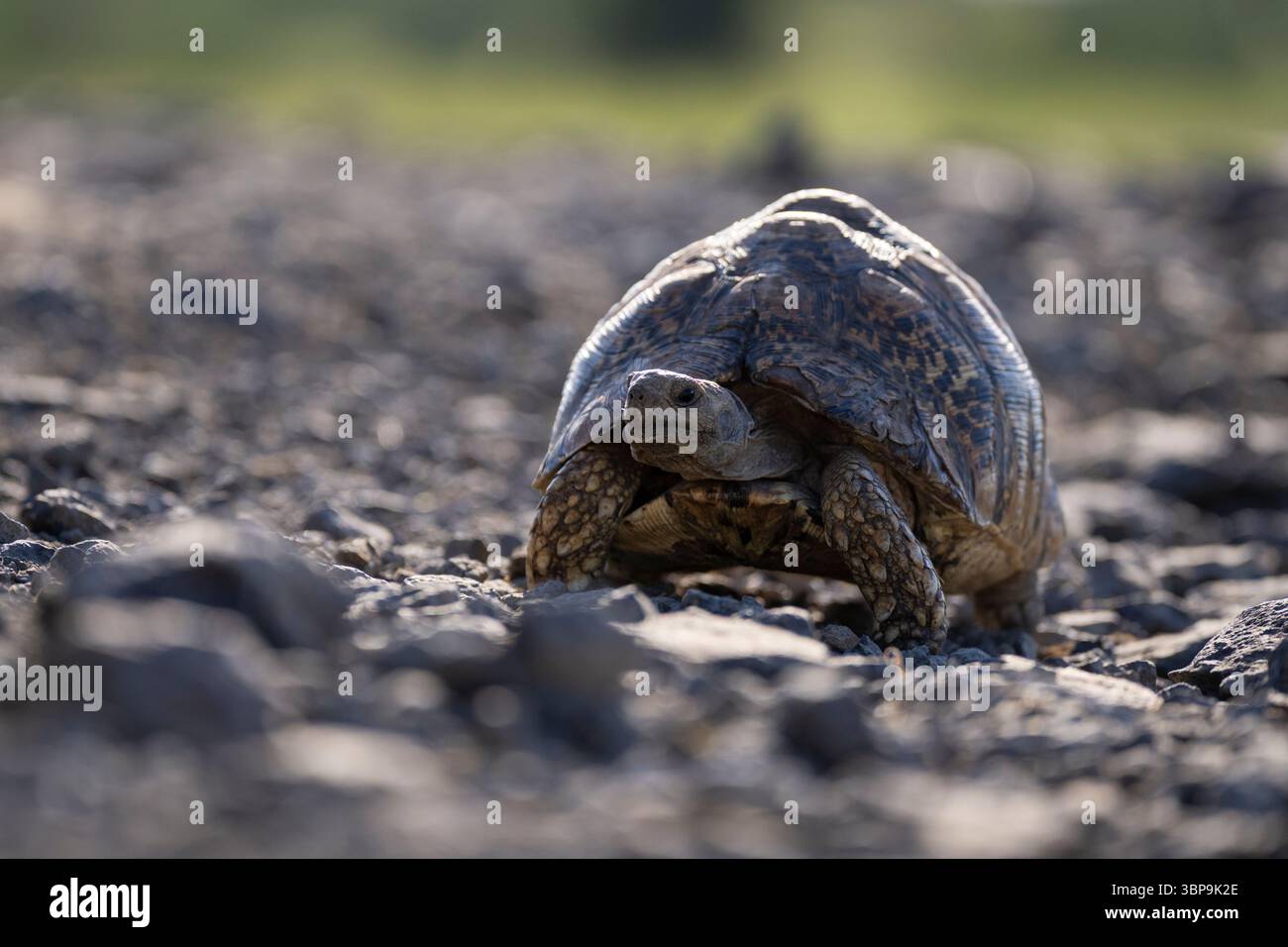 Leopard Tortoise walking on rocky terrain under soft sunlight. Laikipia ...