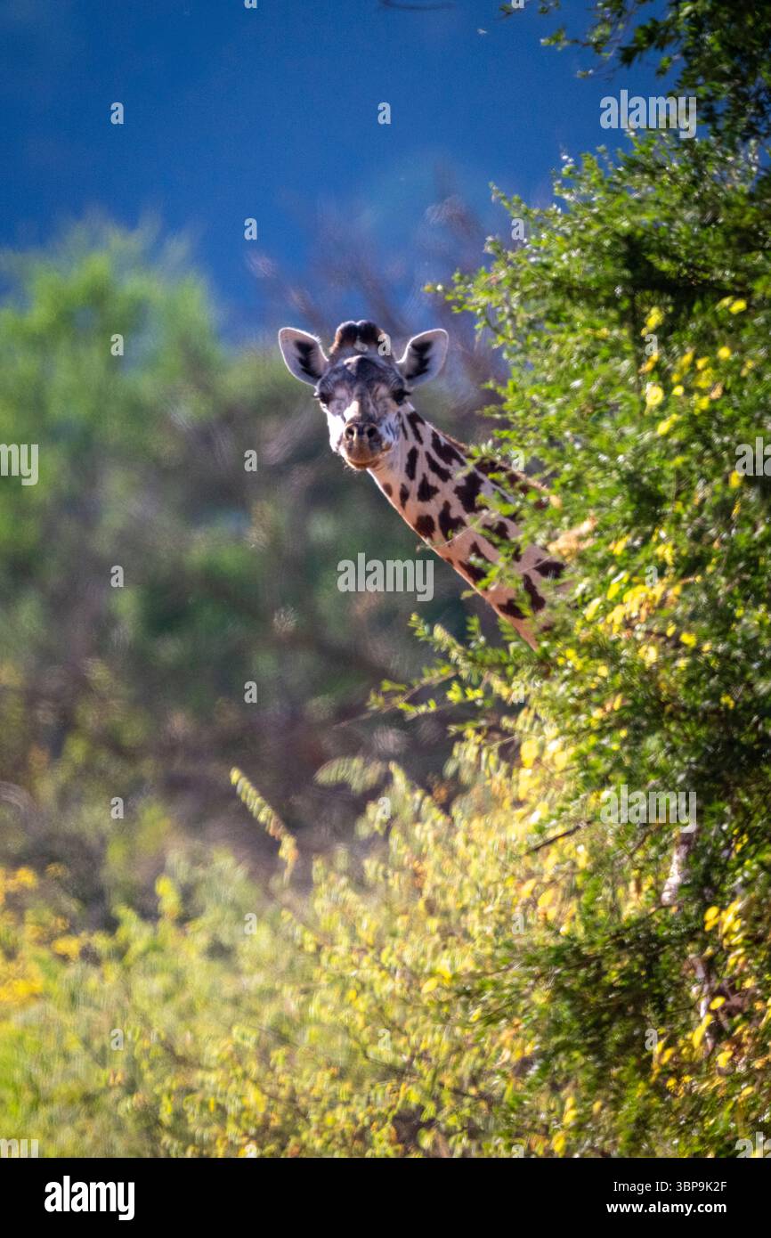 Female Masai giraffe peeks through lush green foliage in natural ...