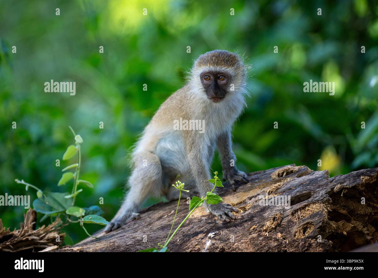 A vervet monkey sits on a log surrounded by lush green foliage in a ...