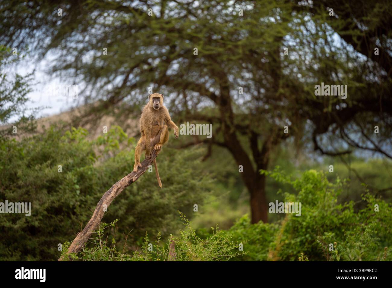 Baboon monkey perched in tree hi-res stock photography and images - Alamy