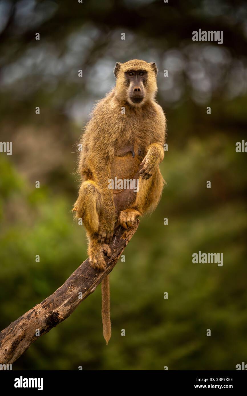 Yellow Baboon sitting on a branch with a blurred forest background in a ...