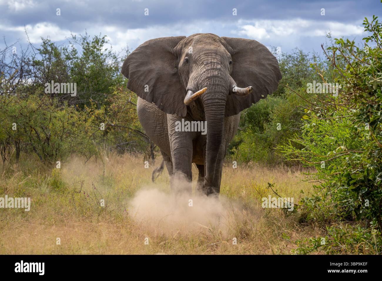 Majestic African elephant walking through the savanna with dust rising ...
