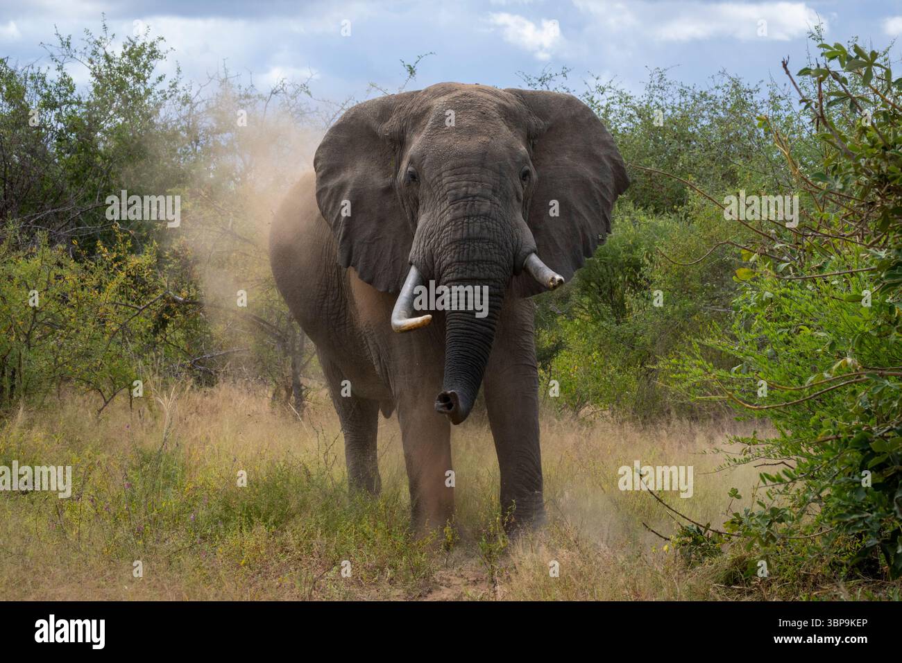 African Elephant walking through dusty savanna with lush green ...