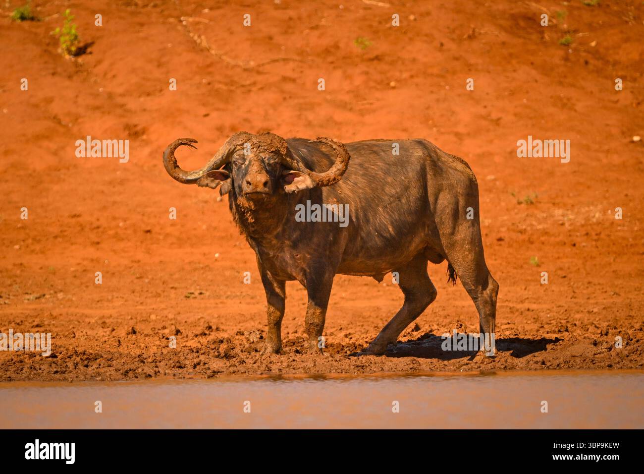Cape buffalo standing on muddy bank by water with reddish earth ...