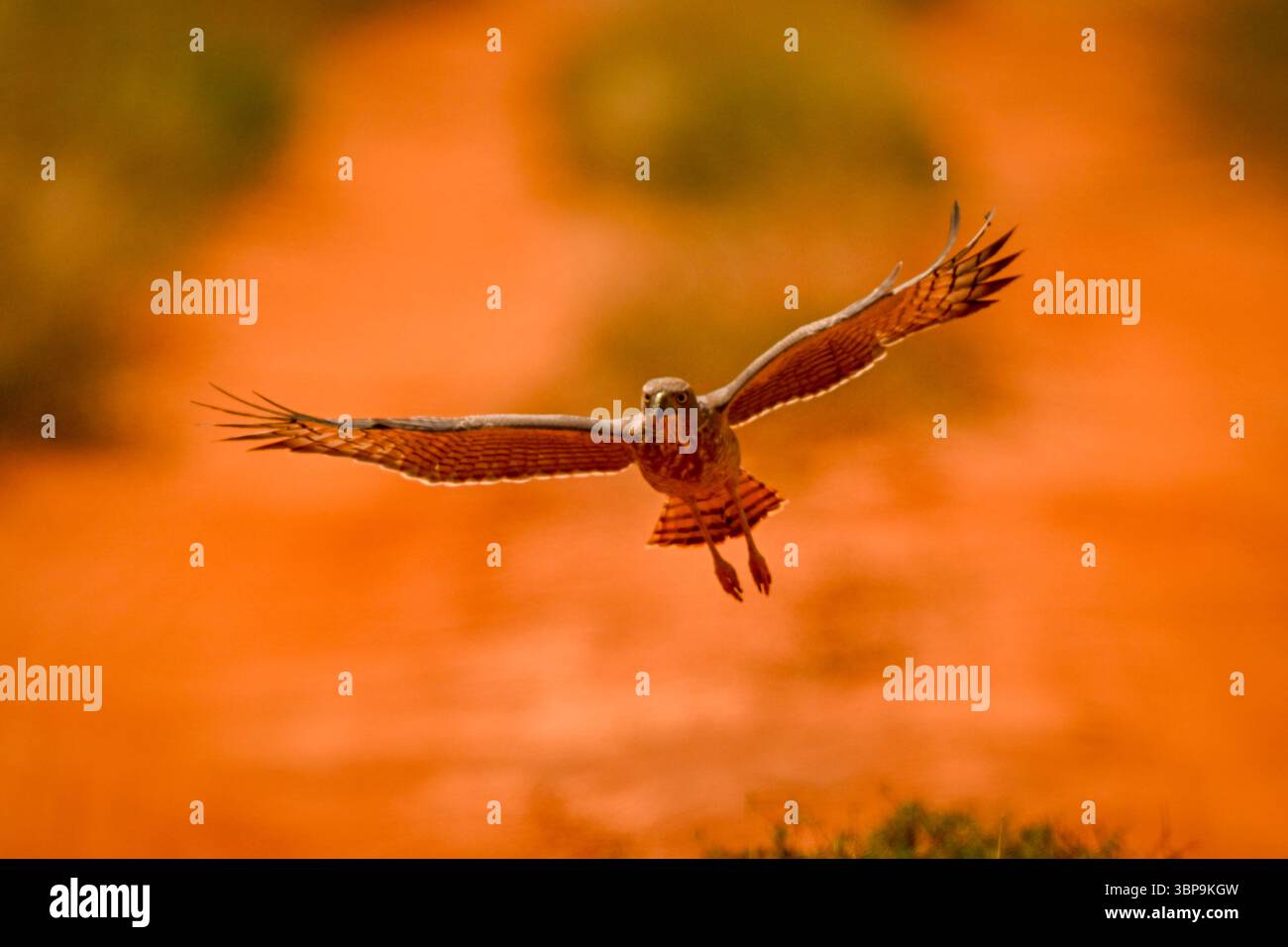 Eastern chanting goshawk soars low over a vivid orange landscape, wings ...
