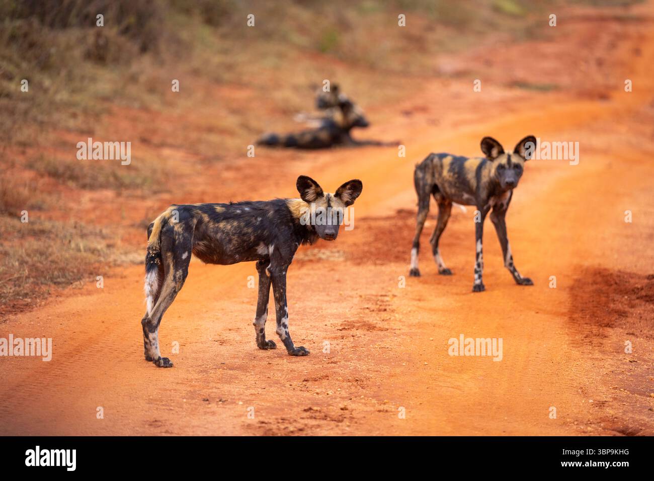 African wild dogs standing on a reddish dirt road in the wilderness ...
