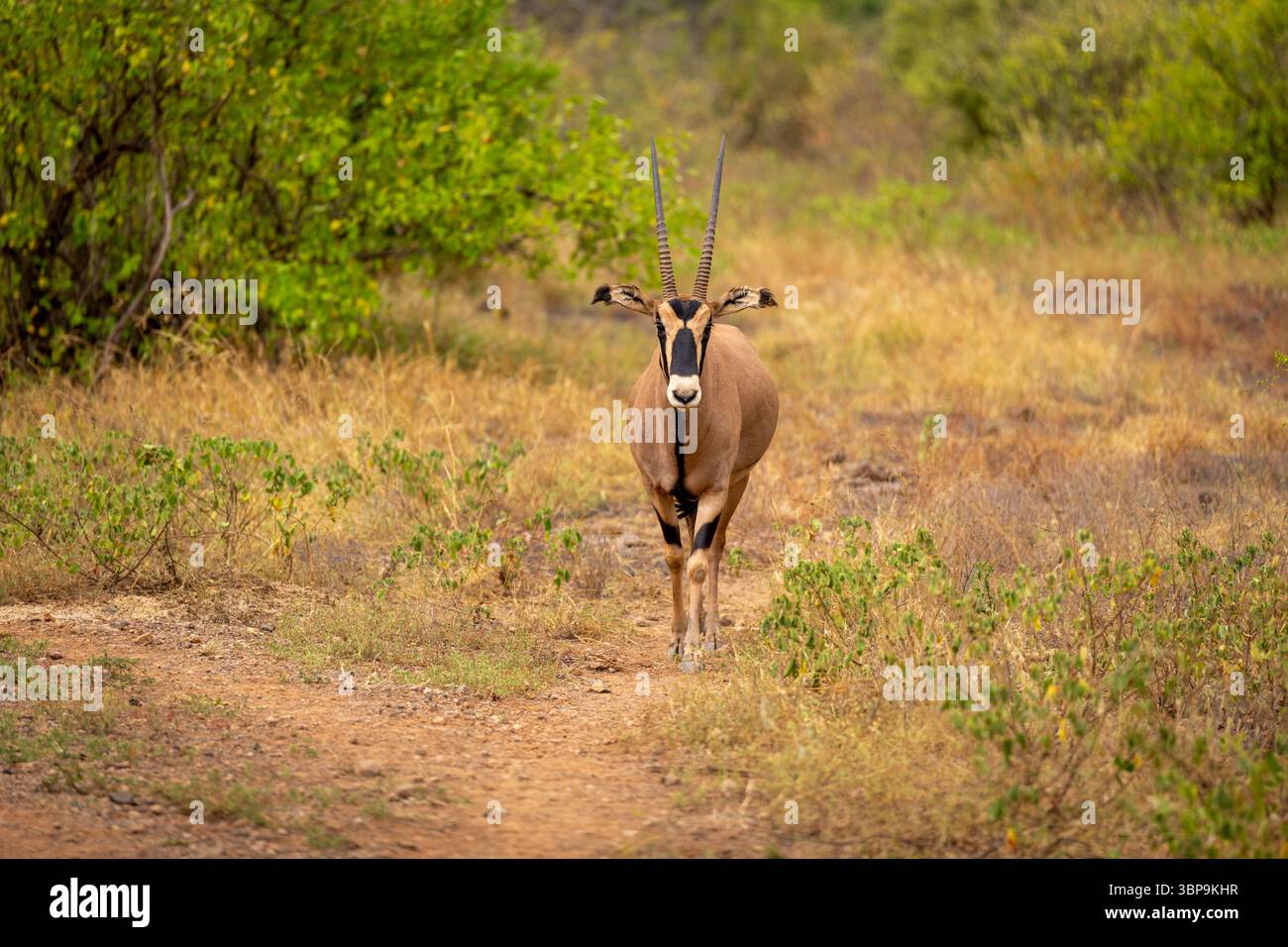 A Fringe-eared oryx standing on a dirt path surrounded by dry grass and ...