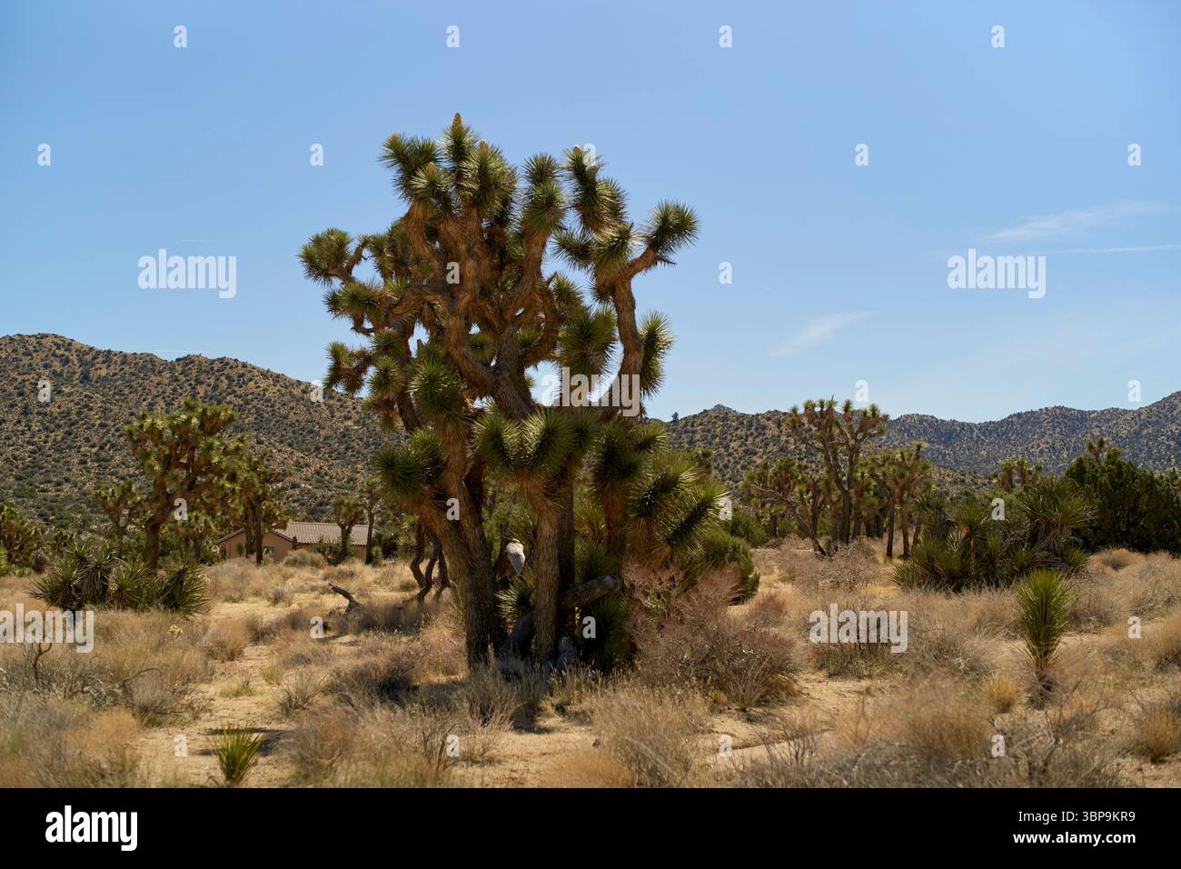 Joshua trees in a desert landscape with mountains under a clear blue ...