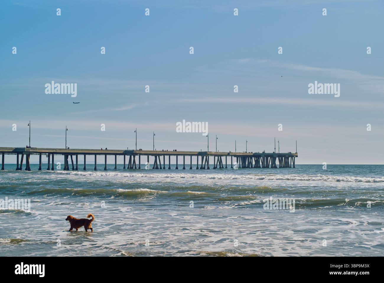 Dog playing in the ocean near a long pier under a clear blue sky. Los ...