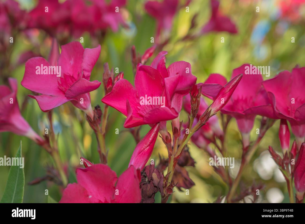 Bright oleander flowers - one of the symbols of the Mediterranean ...