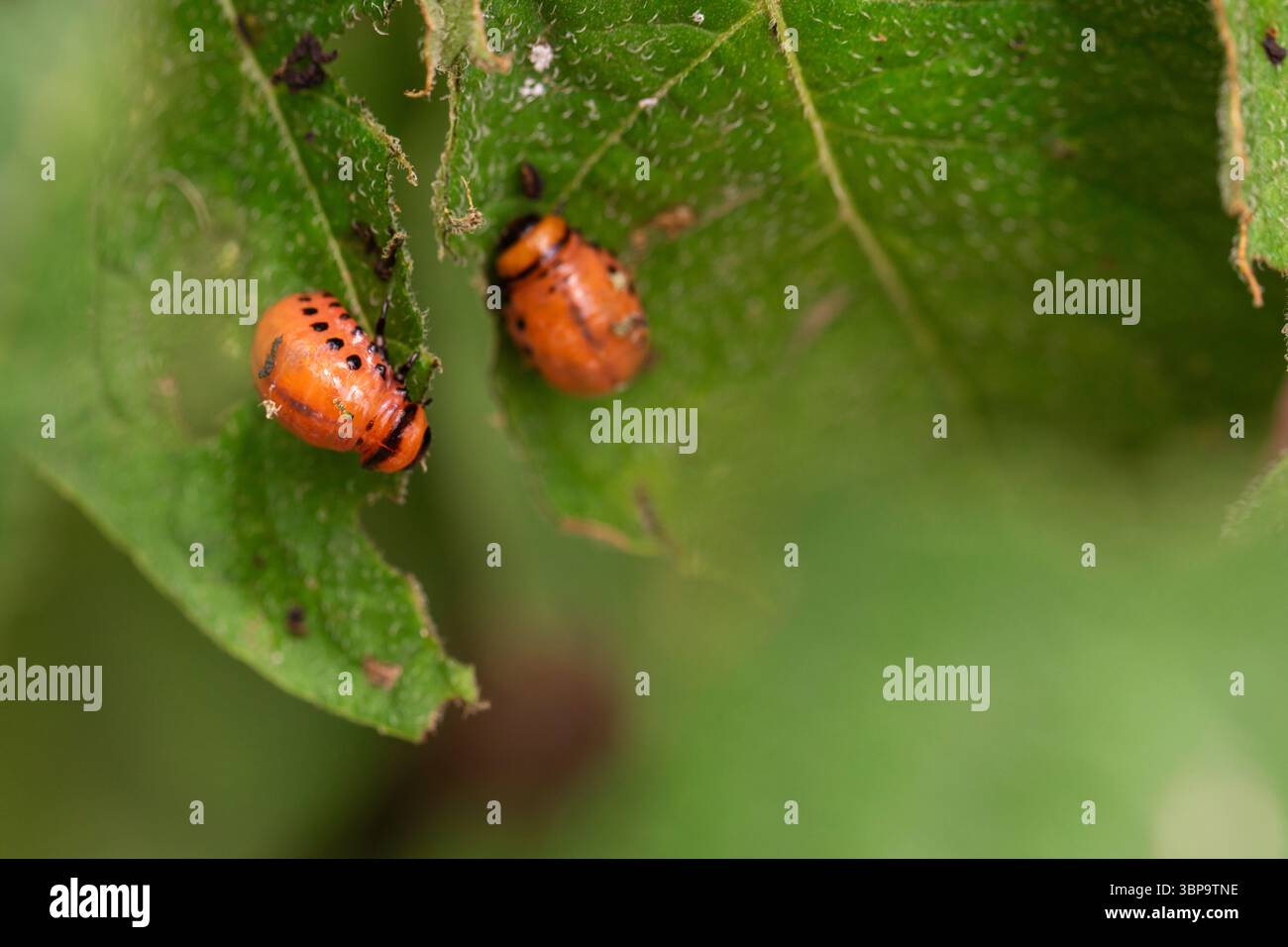 Twin Larvae of Colorado Beetle on Leaf, Macro Insect Photography ...