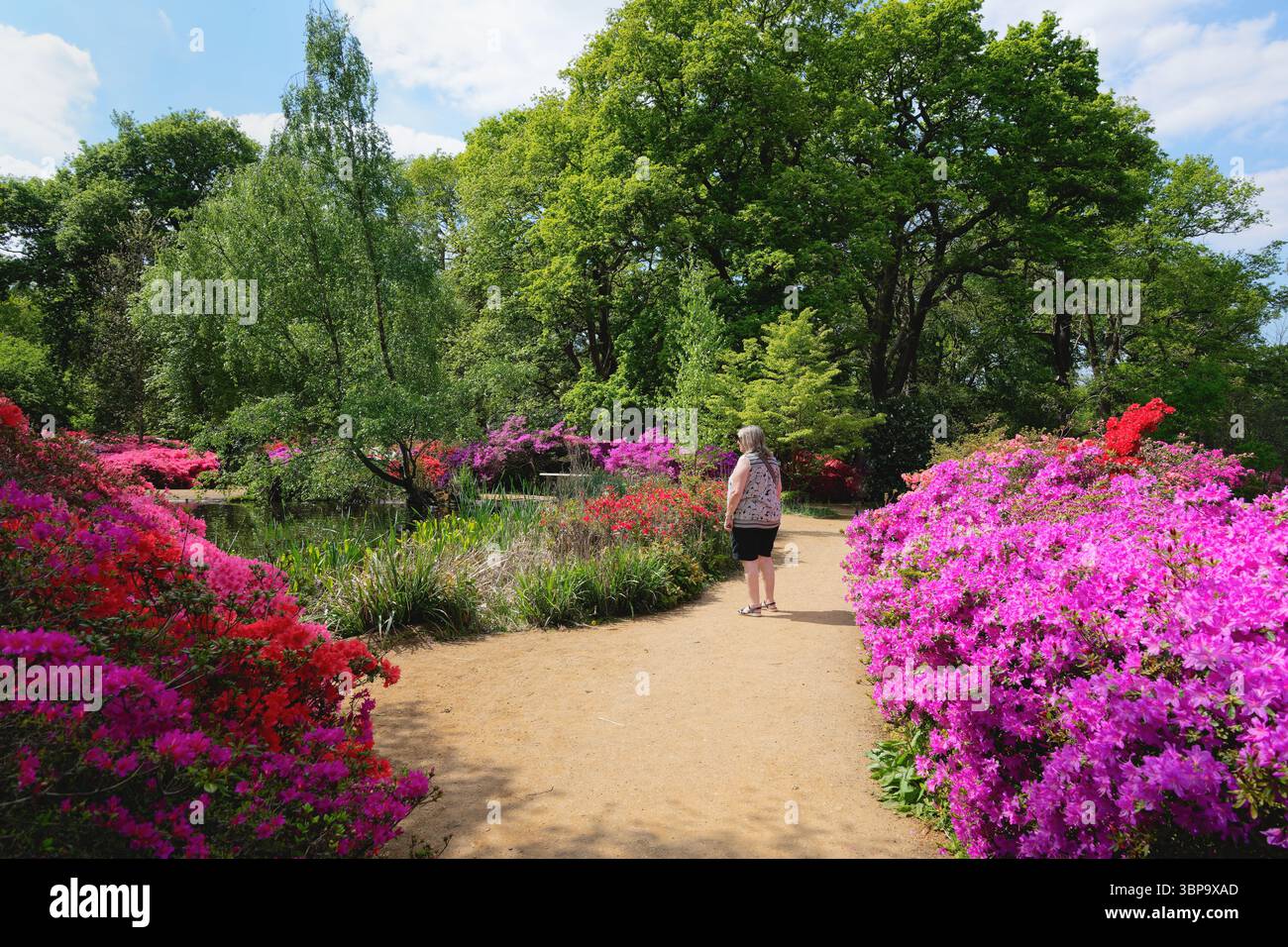 The Isabella Plantation with Rhododendrons and Azaleas in full bloom ...