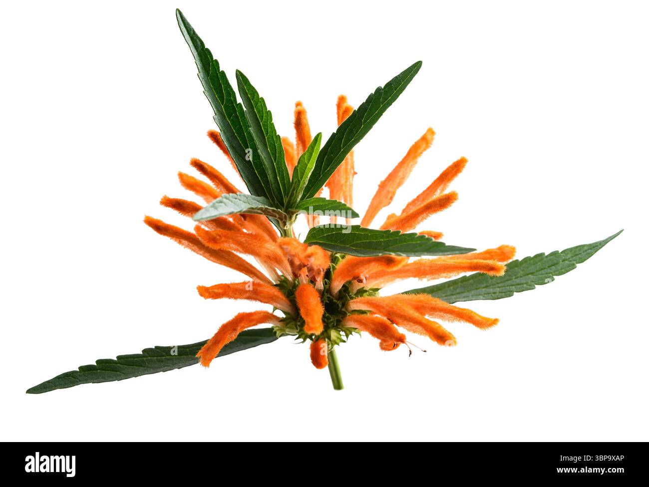 Wild flowers on lions hi-res stock photography and images - Alamy